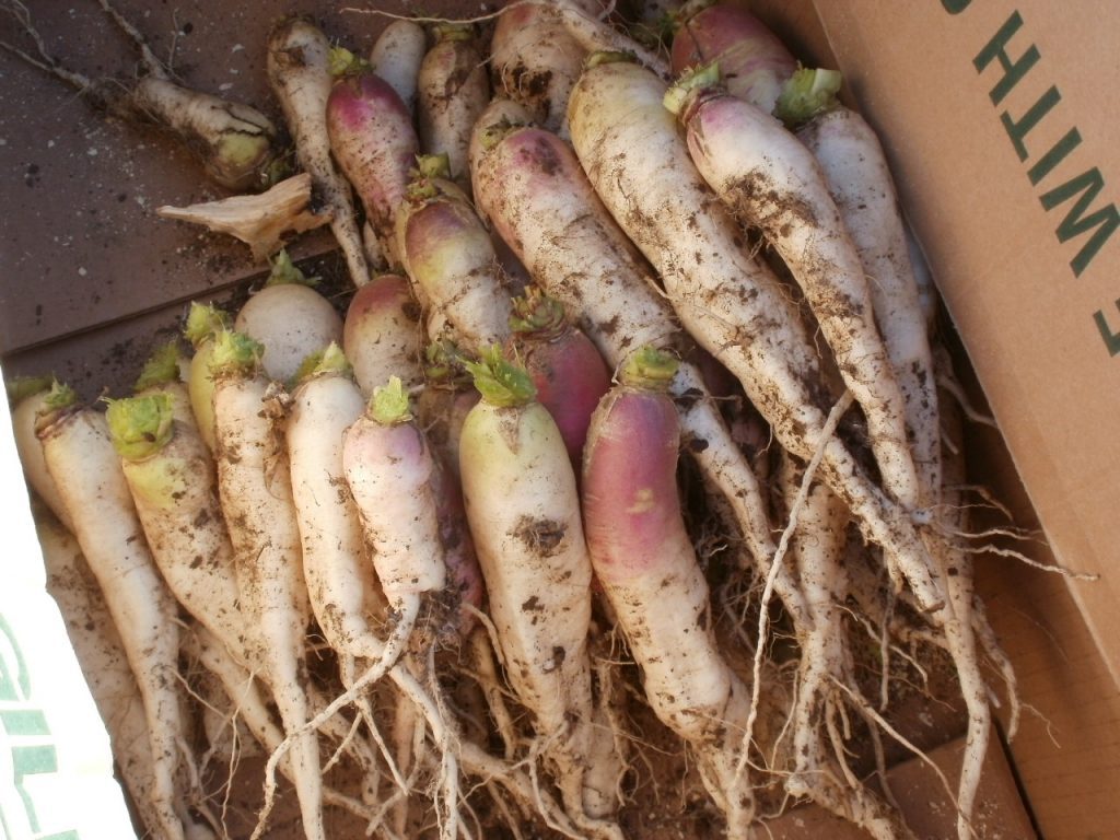 Cowpea and Forage Radish | Northern Plains Sustainable Ag Society